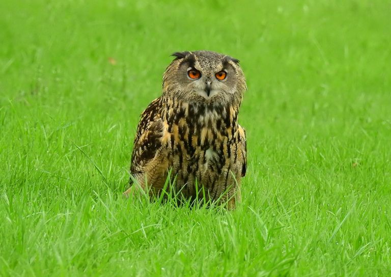 Owls are beautiful, mysterious, intriguing, fierce, spooky and cute