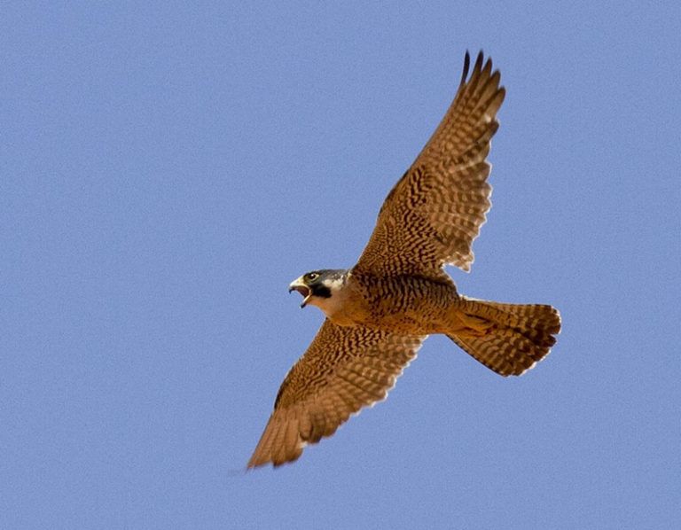 Peregrine Falcons are Flying High Again in Return to Irish skies