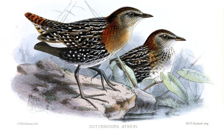 New Breeding Site Confirmed for the White-winged Flufftail