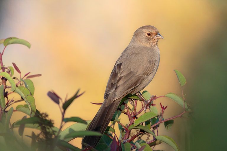 New website celebrates female songbirds - reminder female birds sing too