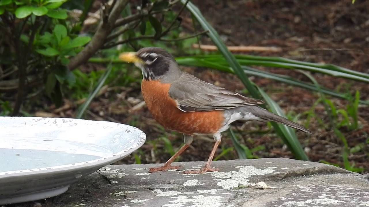 Squeaky Clean Birds - intoBirds
