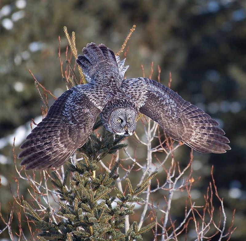 Great Gray Owl - intoBirds
