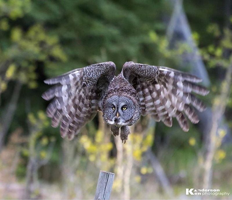 Great Grey Owl hunting for Voles - intoBirds