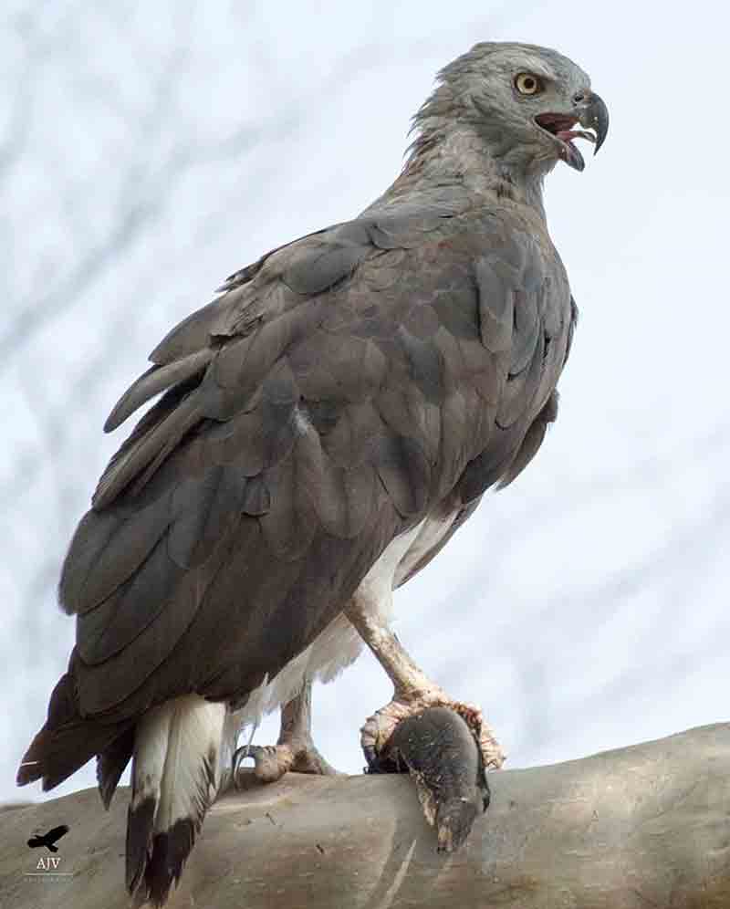 Grey-head Fish Eagle at Panna National Park in India - intoBirds