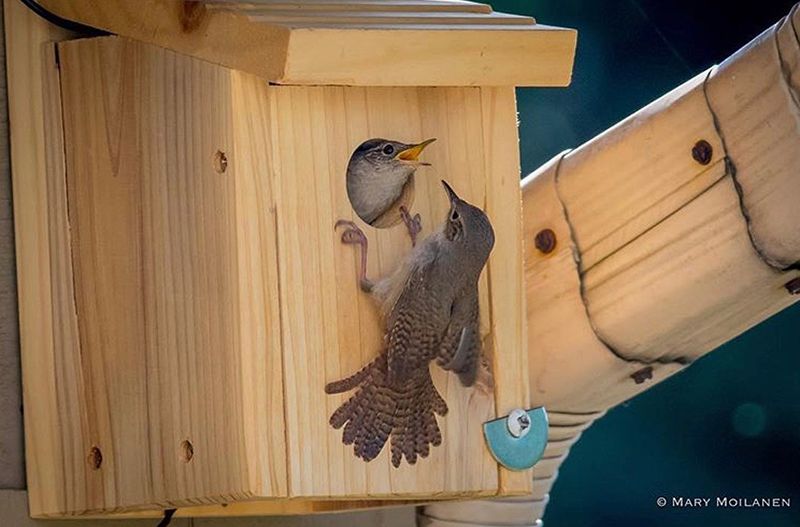House Wrens in Michigan - intoBirds