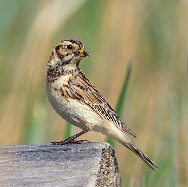 Lapland Longspur in Nome, Alaska - intoBirds