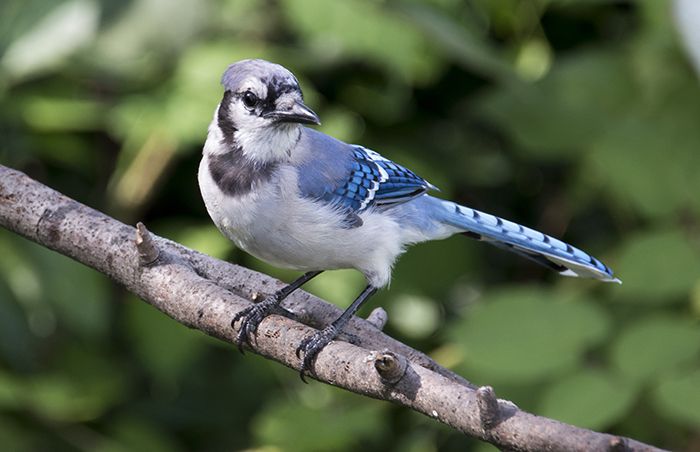 Blue Jay Bird Vogue Pose in Danbury Connecticut - intoBirds