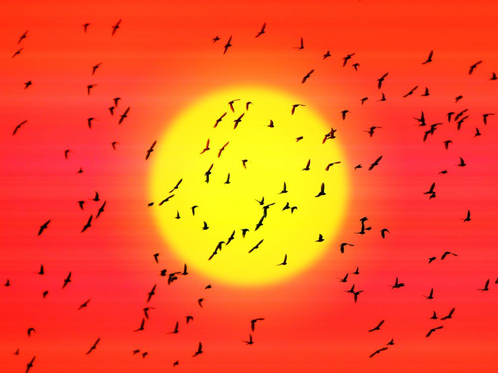 4+ Billion Birds on the Move During Fall Migration - intoBirds