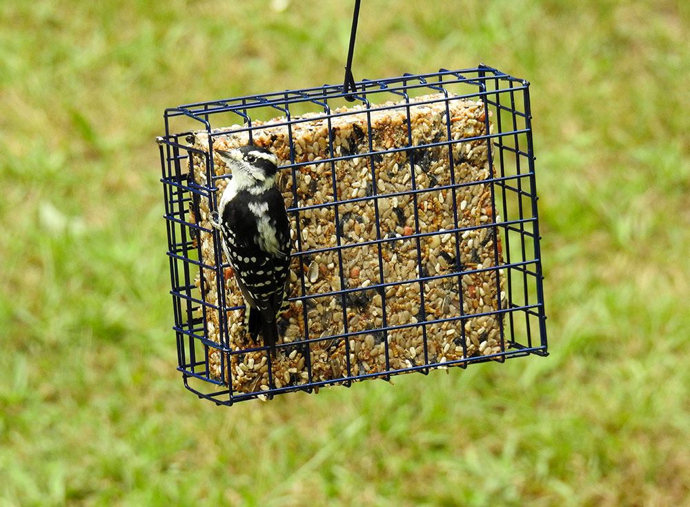 A Magnet for Backyard Birds - intoBirds