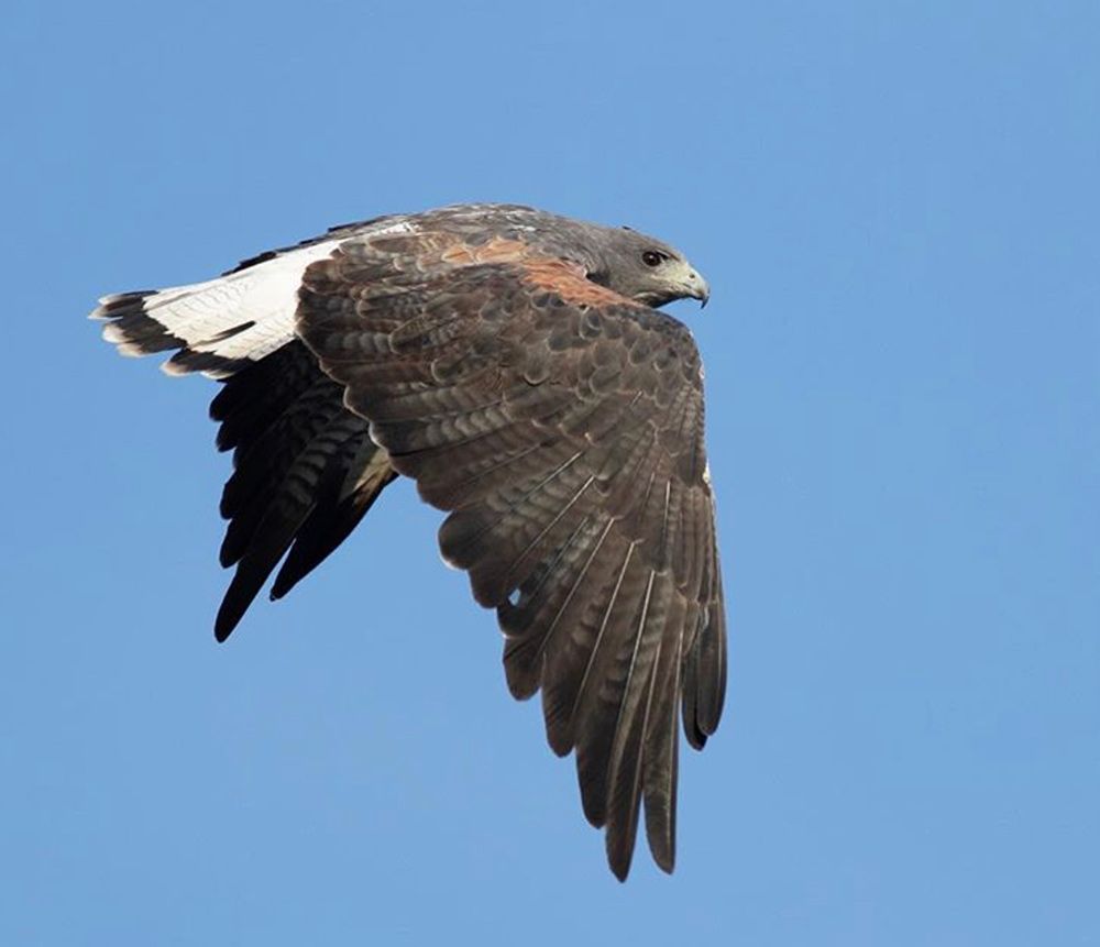 Beautiful White-tailed Hawk in Flight - intoBirds