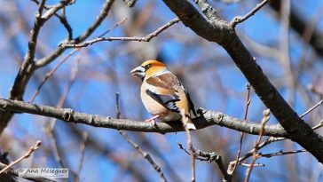 Peter Kilham at Droll Yankees changed bird feeder design forever