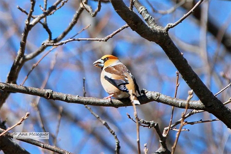 Hawfinch - intoBirds