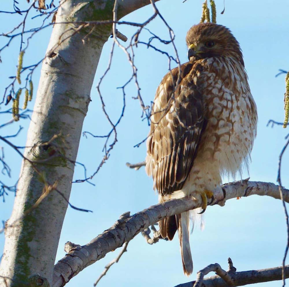 Magnificent Red-shouldered Hawk - intoBirds
