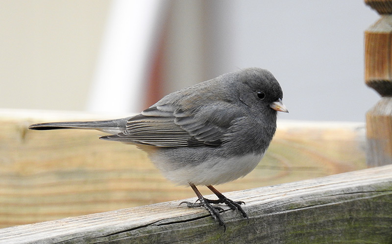 Juncos are Delightful Backyard Snowbirds | intoBirds