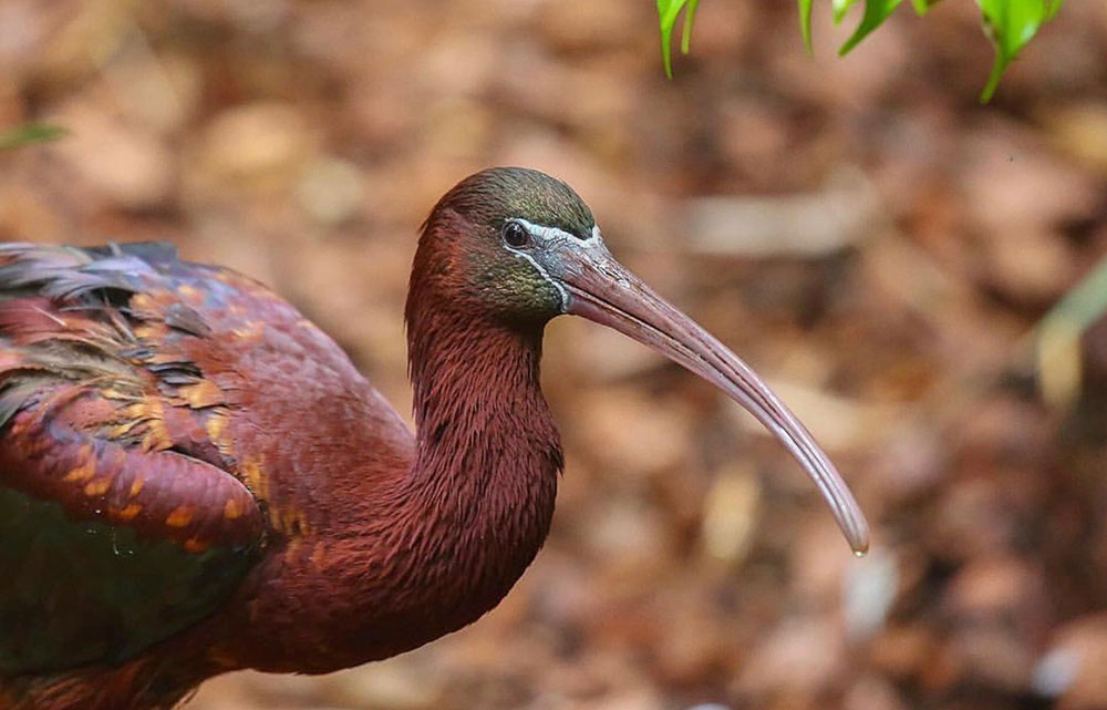 Stunning Glossy Ibis the lesser-known cousin to the White Ibis - intoBirds