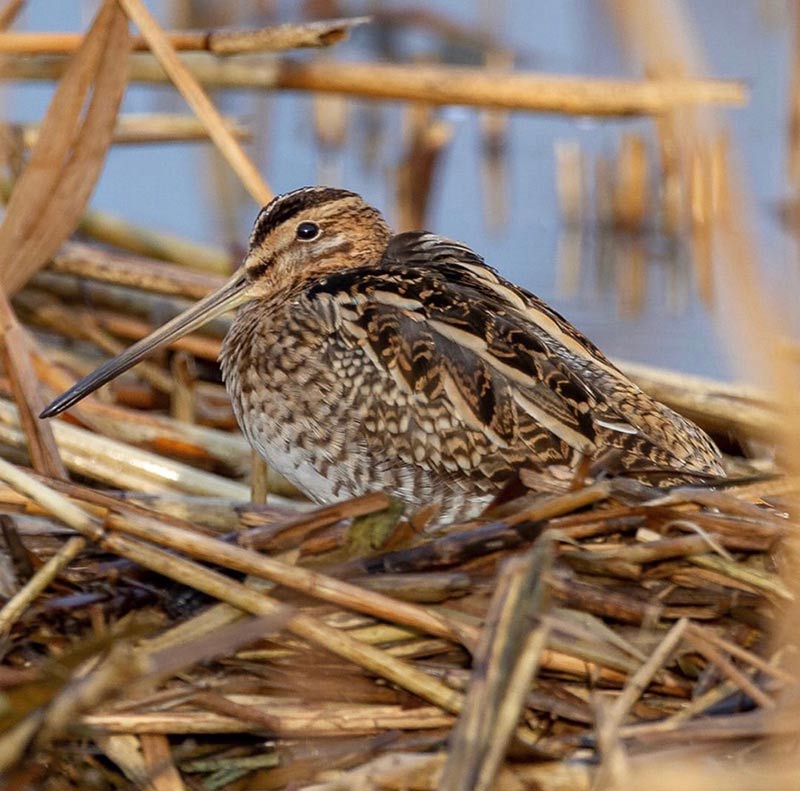 Beautiful Snipe - intoBirds