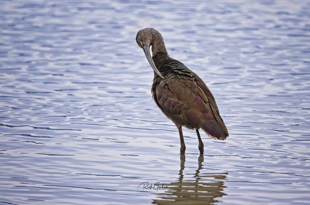 White-faced Ibis Preening in Farmington Bay WMA - intoBirds