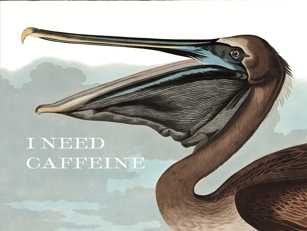 Effin’ Birds Field Guide is an Effin' Good Read - intoBirds