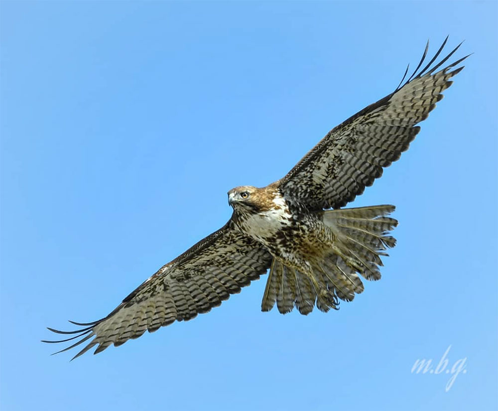Beautiful Red-tailed Hawk in Flight - intoBirds