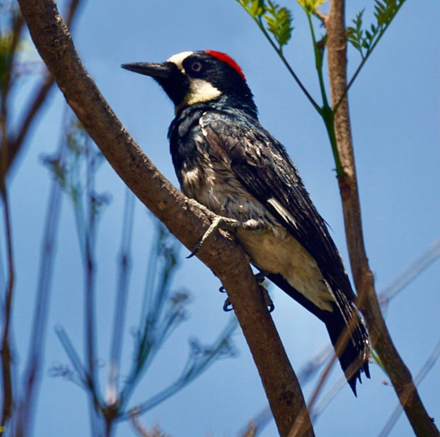 Acorn Woodpecker in Southern California - intoBirds