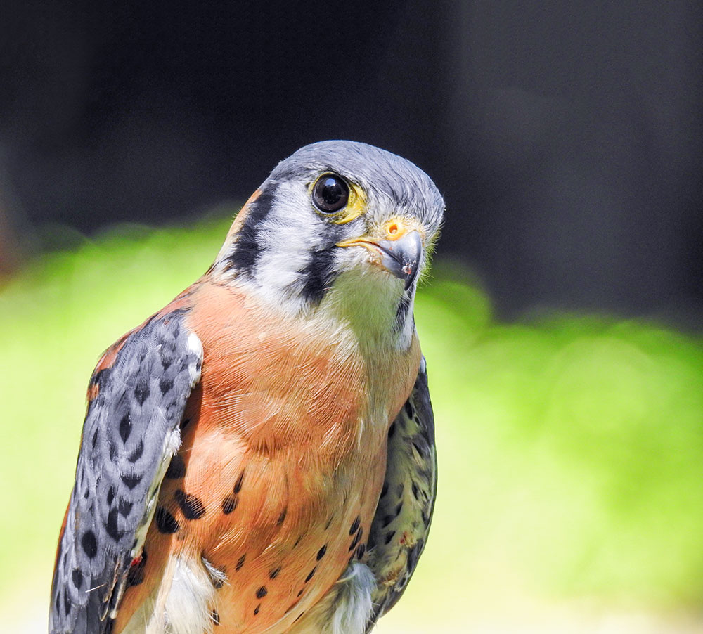 Living in the Birding Moment - intoBirds