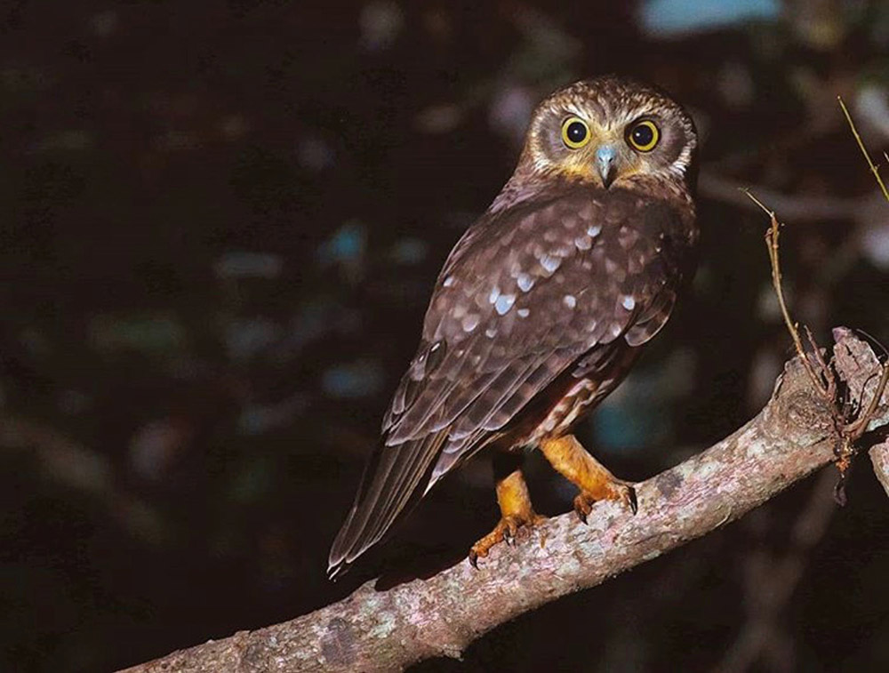 Little Australian Boobook in Brisbane, Australia - intoBirds