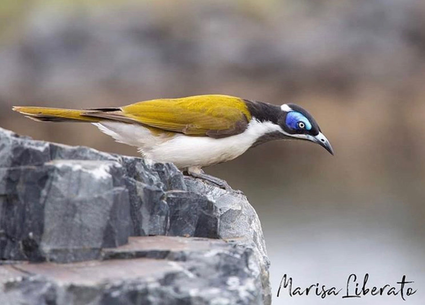 Blue-Faced Honeyeater on the Gold Coast - intoBirds