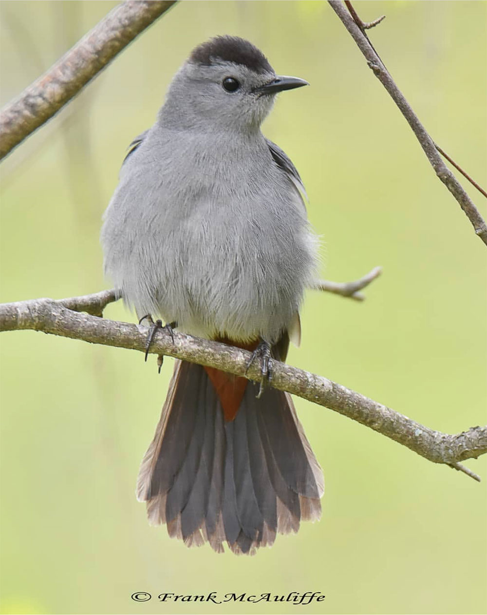 Gray Catbird Perching in Birch Tree - intoBirds