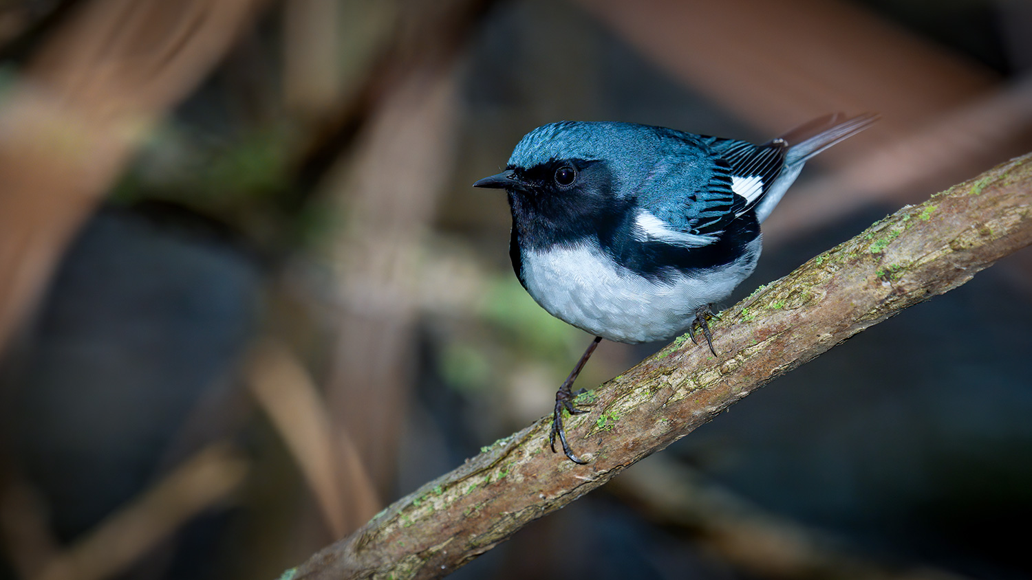 Welcoming Migratory Birds to Your Backyard - intoBirds