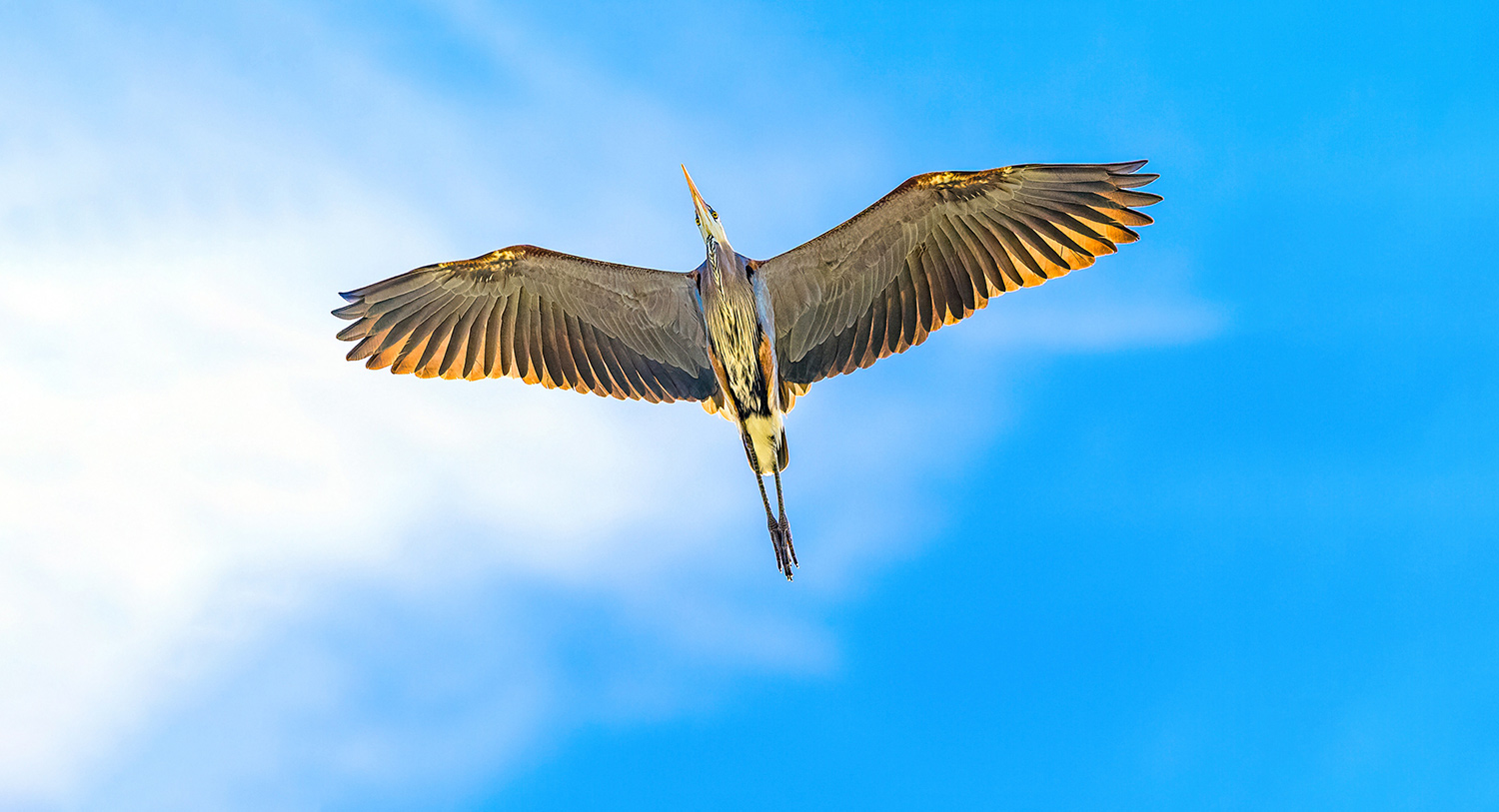 Hey, Happy Bird New Year! - intoBirds