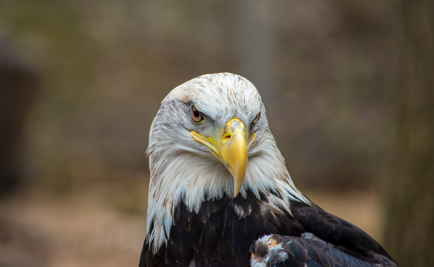 Birds are Scary...Think About What We are Doing To Them - intoBirds