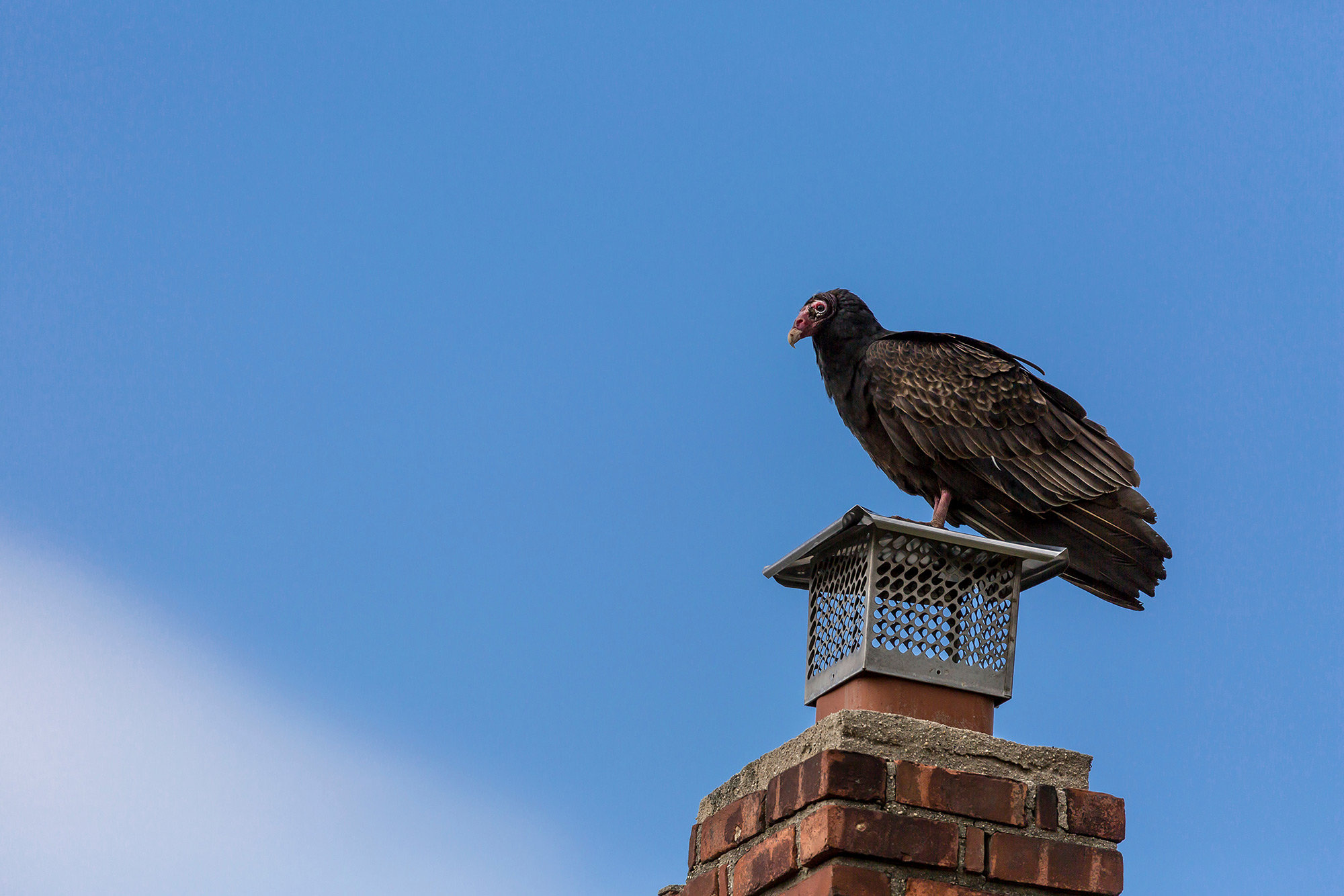 Birds Find Your Chimney Delightful, So Cap It Up, Cap It Up, Cap It Up ...