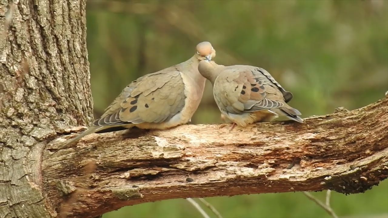 Video - Mourning Doves are True Love Birds - intoBirds