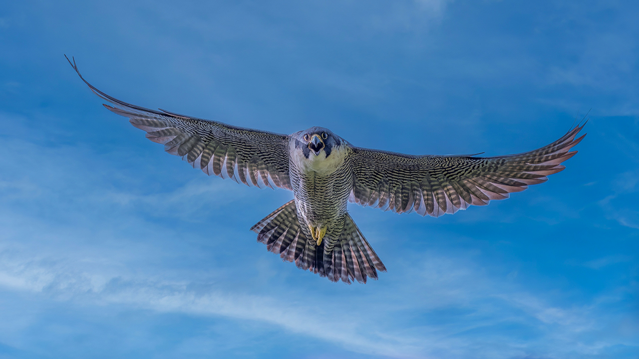 Birdwatching is Good for Your Health - intoBirds