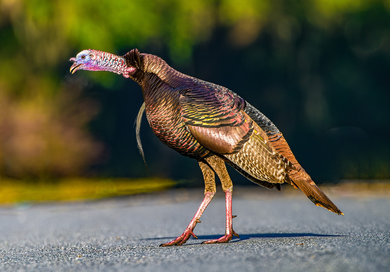 You Had Me at Gobble, Gobble - intoBirds