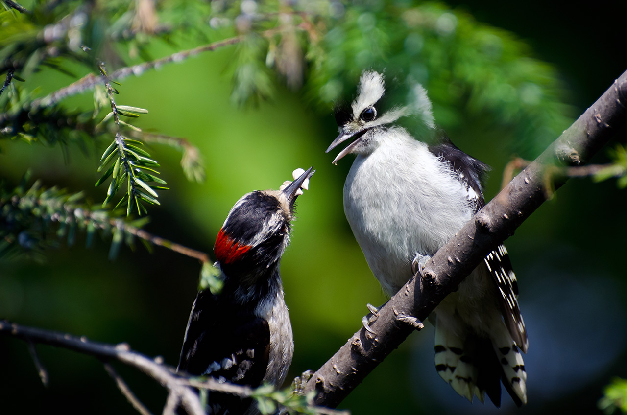 Discovering Fledglings: Why It's Best to Leave a Young Bird Alone ...
