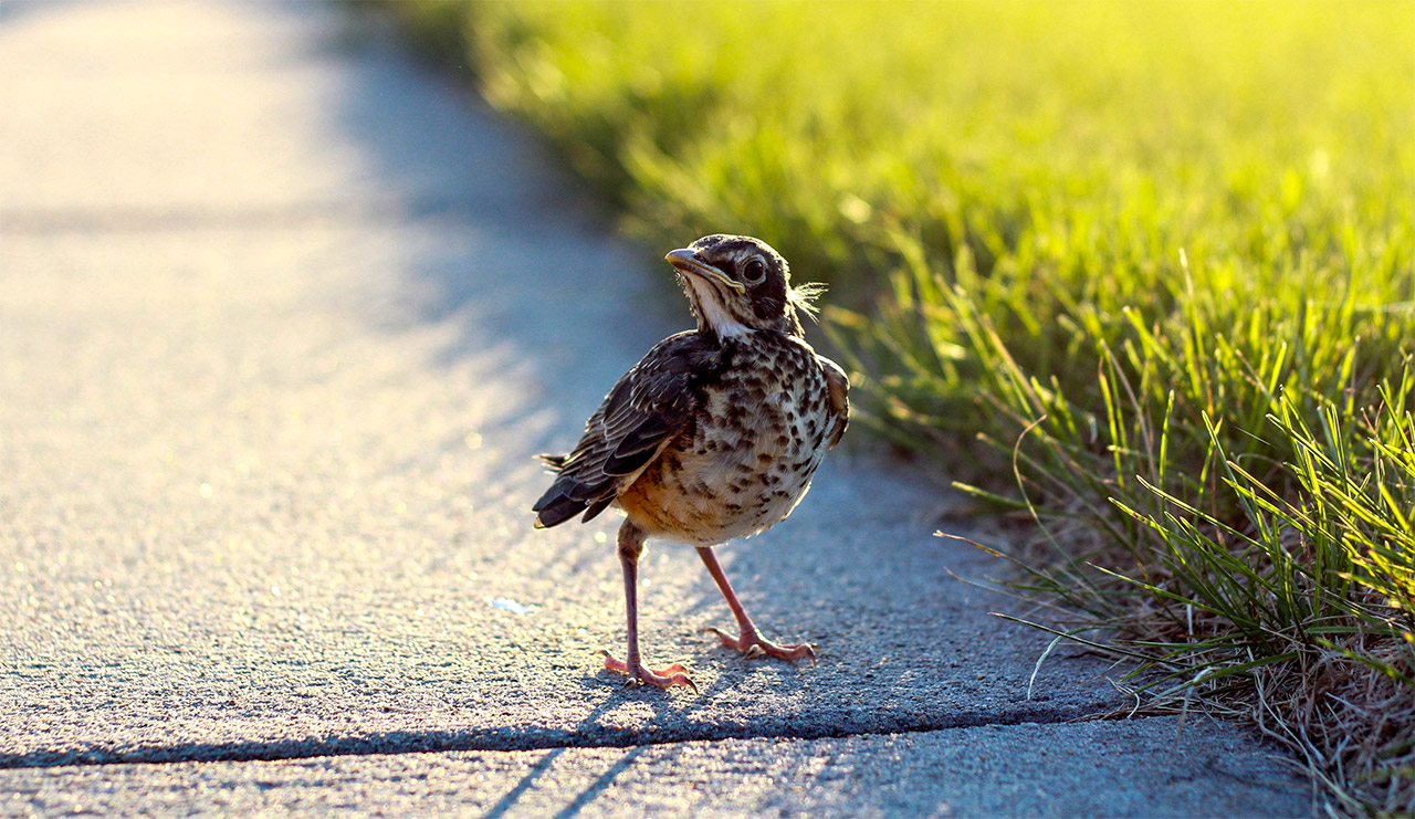 Discover The Fascinating World of Bird Families, From Hatchlings to ...