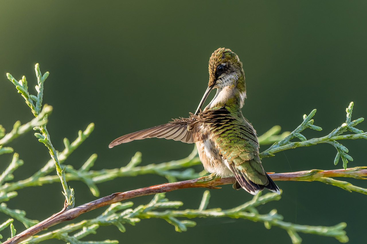 Flight, Beauty, Vitality: Ruby-throated Hummingbirds' Preening Art ...