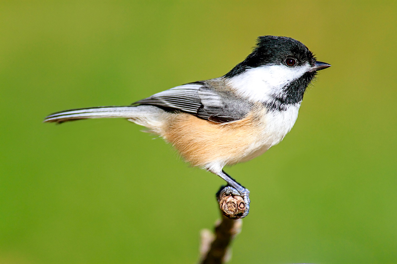 Chickadee Christmas Bird Count Season Begins: Central Park/NYC In 1923