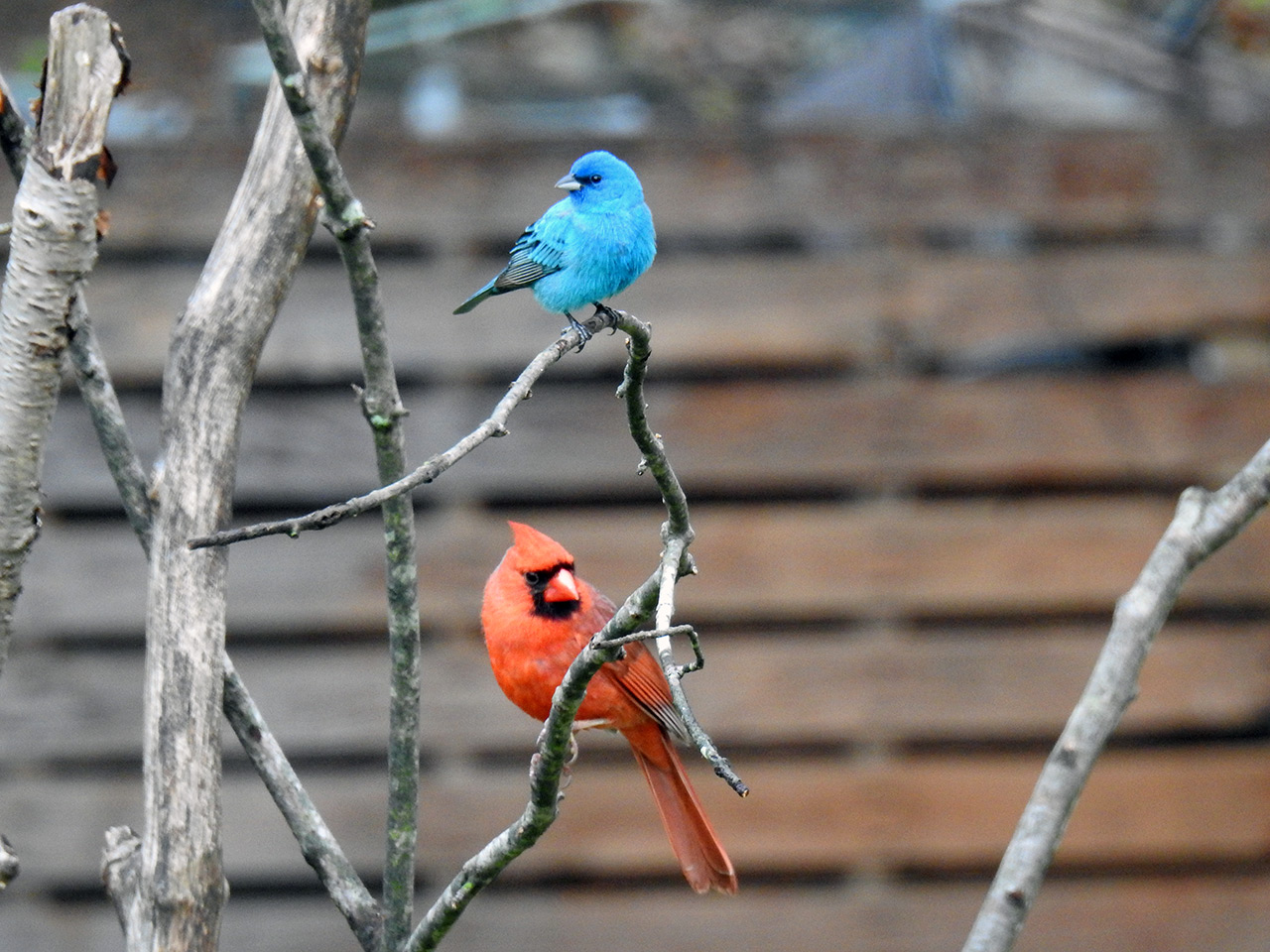 Red Birds, Blue Birds, and the Power of Coexistence - intoBirds