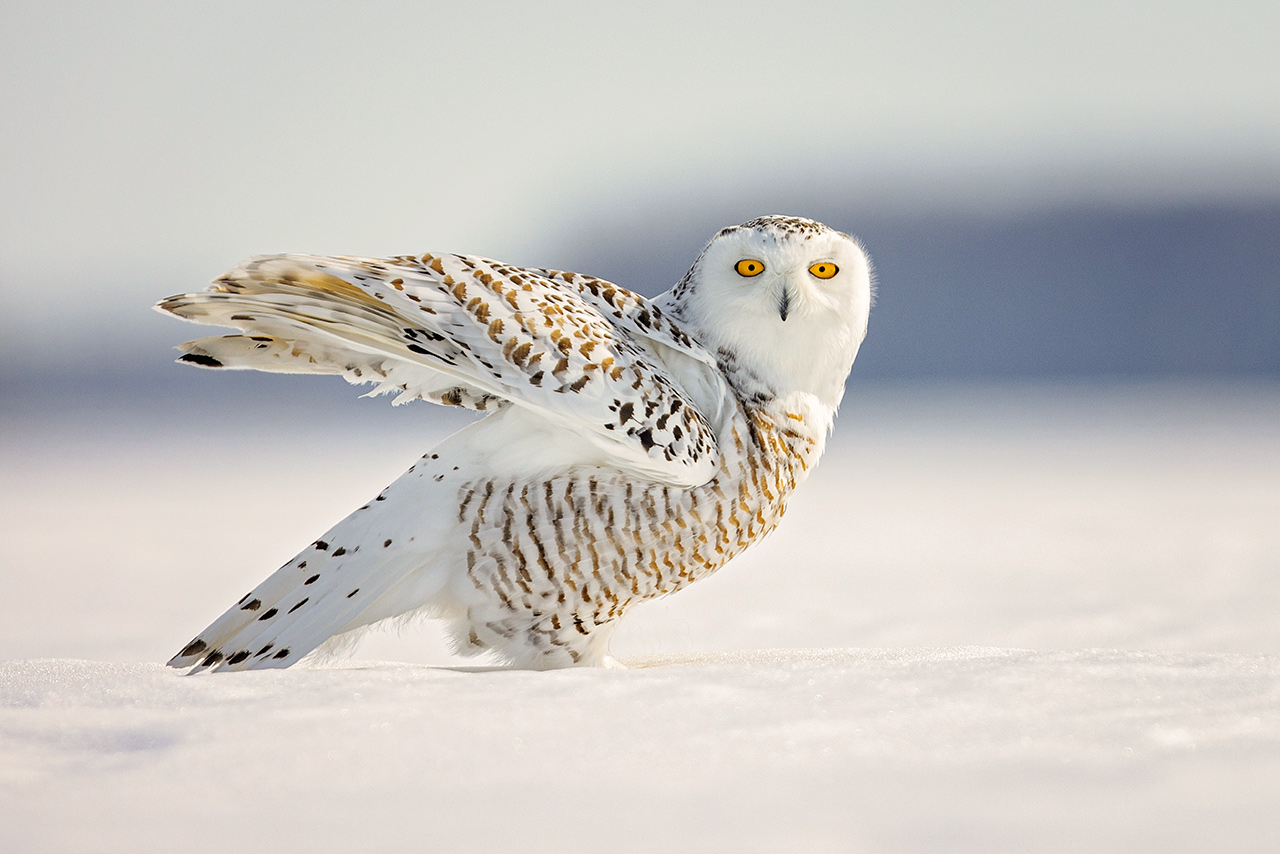 Chasing Winter Magic: My Unforgettable Christmas Encounter with a Snowy Owl - intoBirds