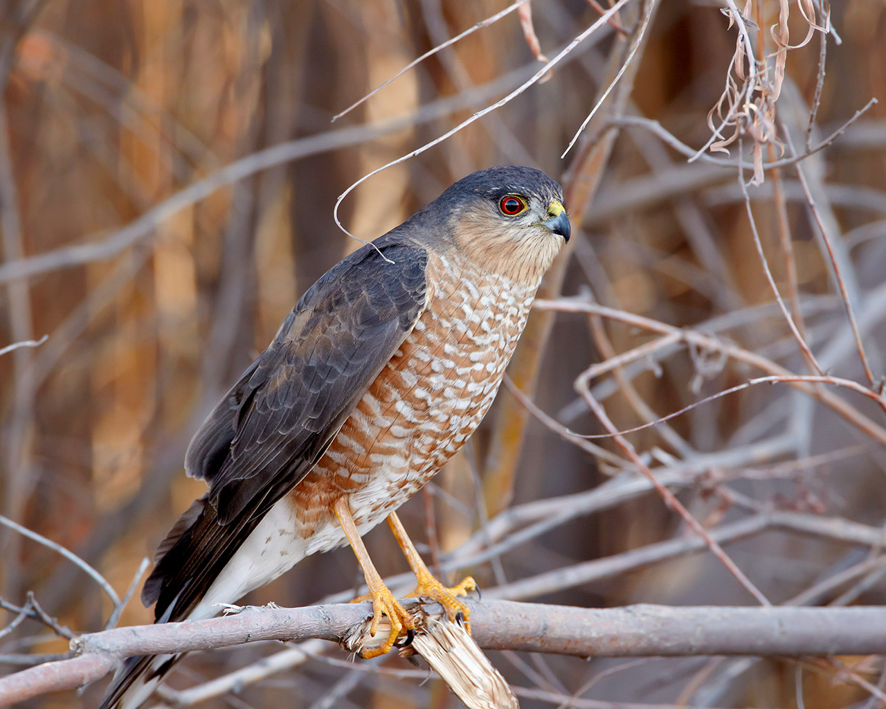 Video: When a Sharp-shinned Hawk Drops By - intoBirds
