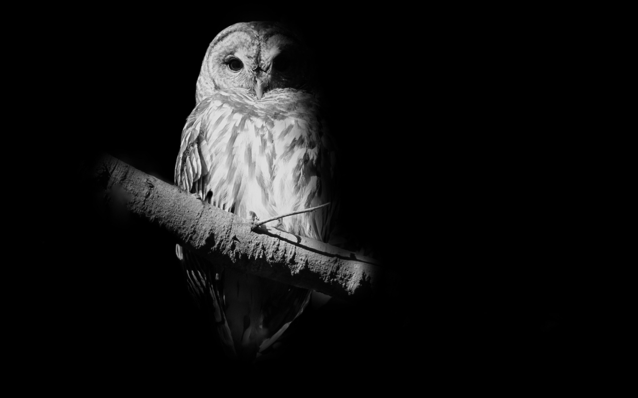 Meet the Barred Owl Whisperer of the Underground Railroad - intoBirds