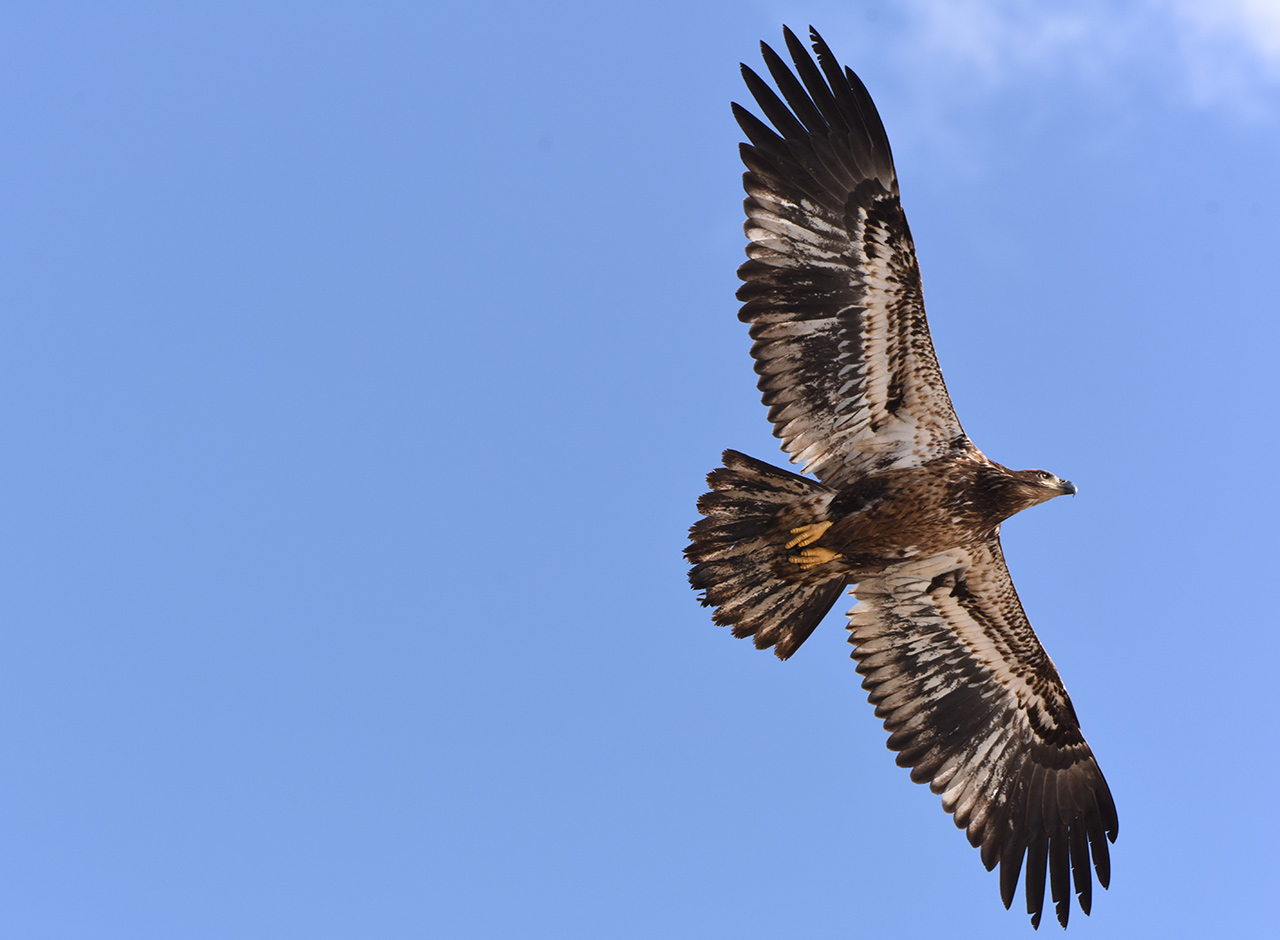 The Grand Finale at Shepaug Dam: A Sky Full of Eagles and Feathered ...