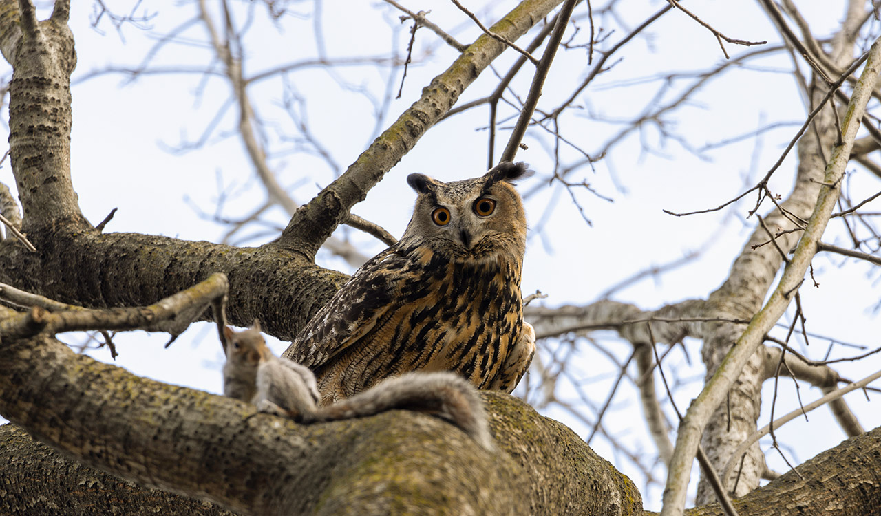 Flaco the Owl Stole Our Hearts — This Beautiful Book Keeps His Spirit ...
