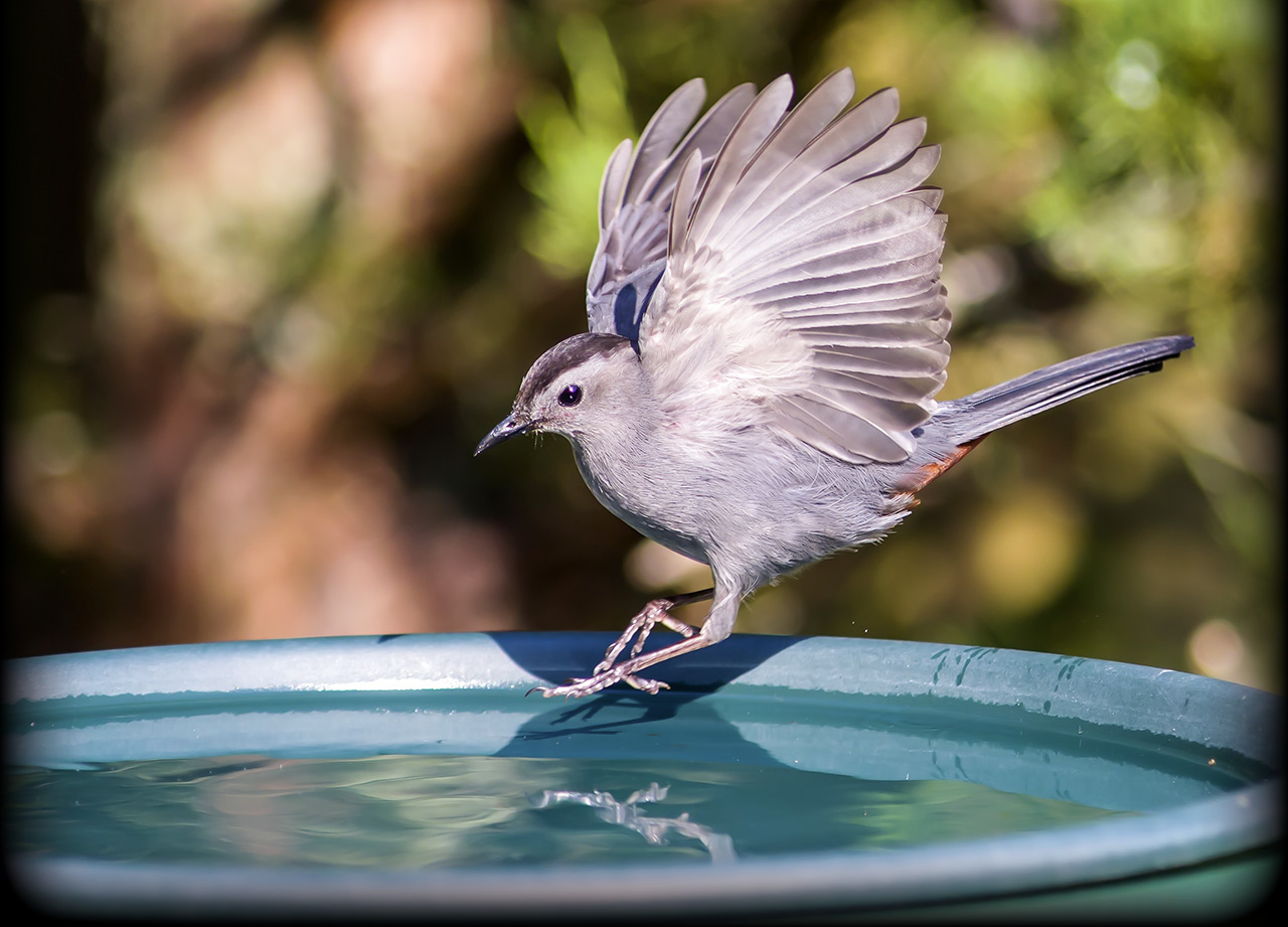 Five Birds You’re Probably Ignoring (But Shouldn’t Be) - intoBirds